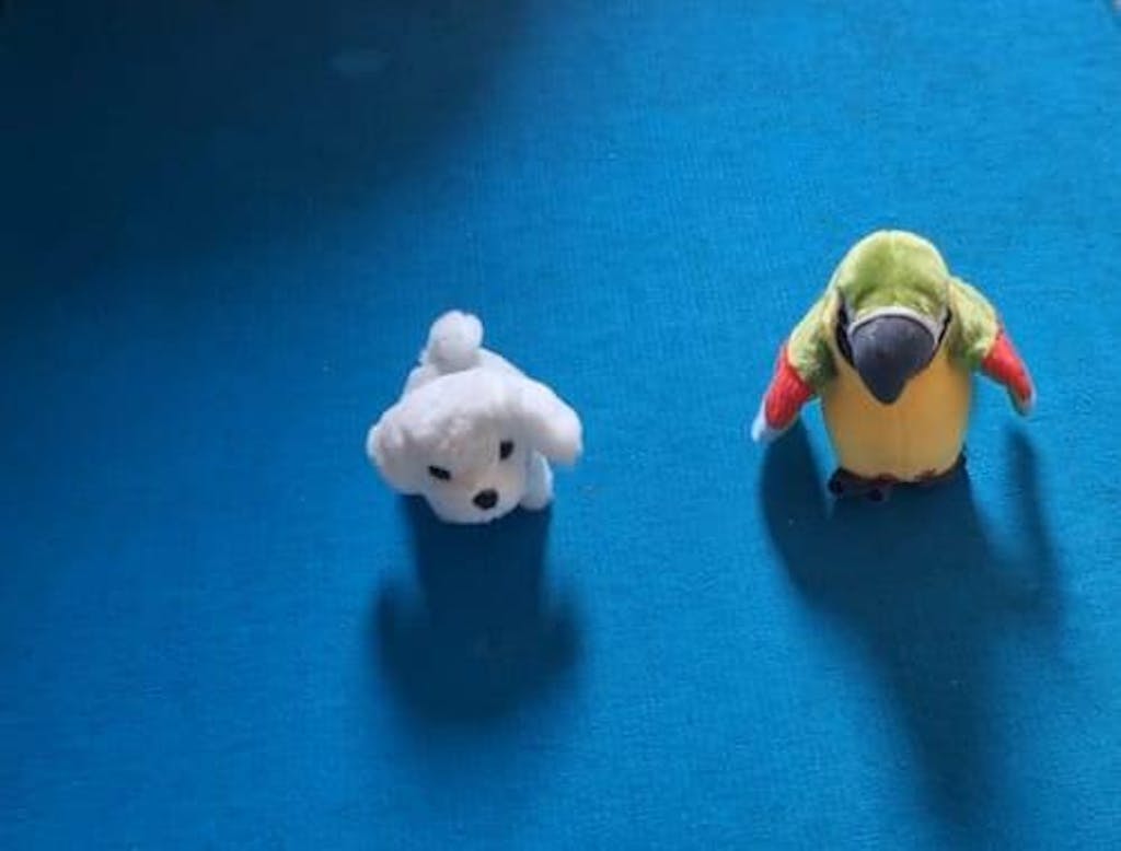 ChatterBird – Kiddie Corner