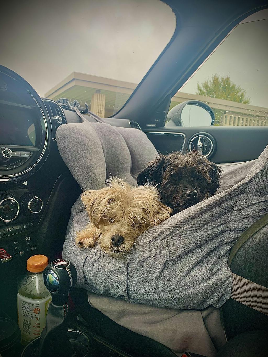 Jacko & Co® Premium Dog Car Seat – Jacko & Co