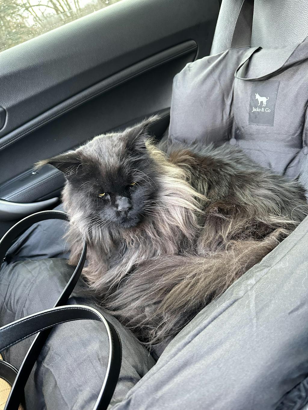 Jacko & Co® Premium Dog Car Seat – Jacko & Co