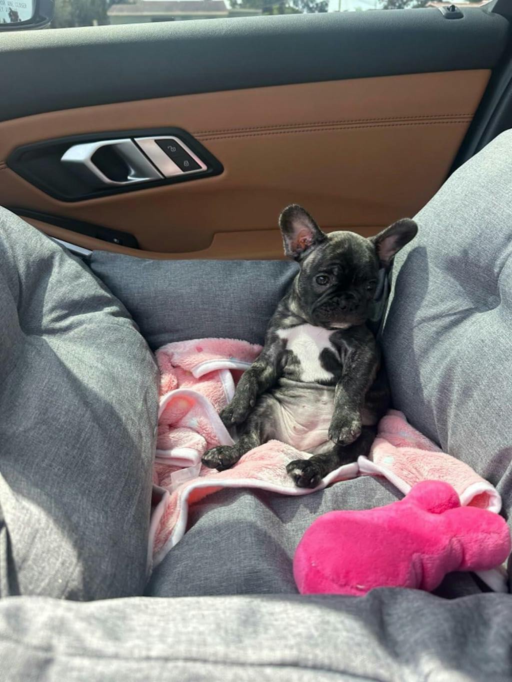 Jacko & Co® Premium Dog Car Seat – Jacko & Co