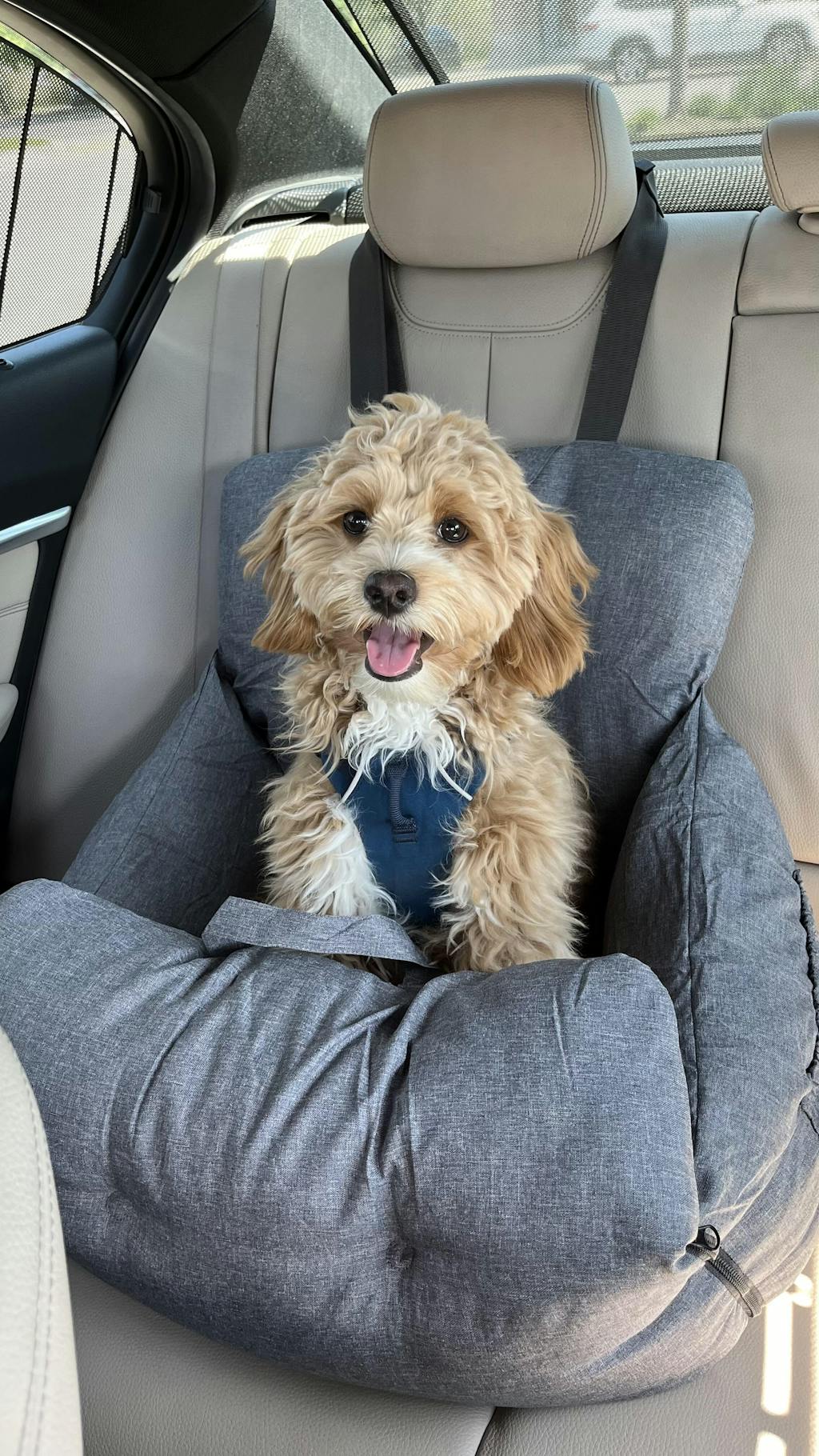 Jacko & Co® Premium Dog Car Seat – Jacko & Co