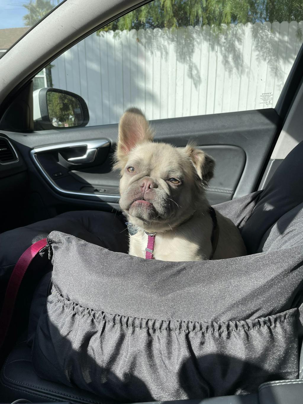 Jacko & Co® Premium Dog Car Seat – Jacko & Co