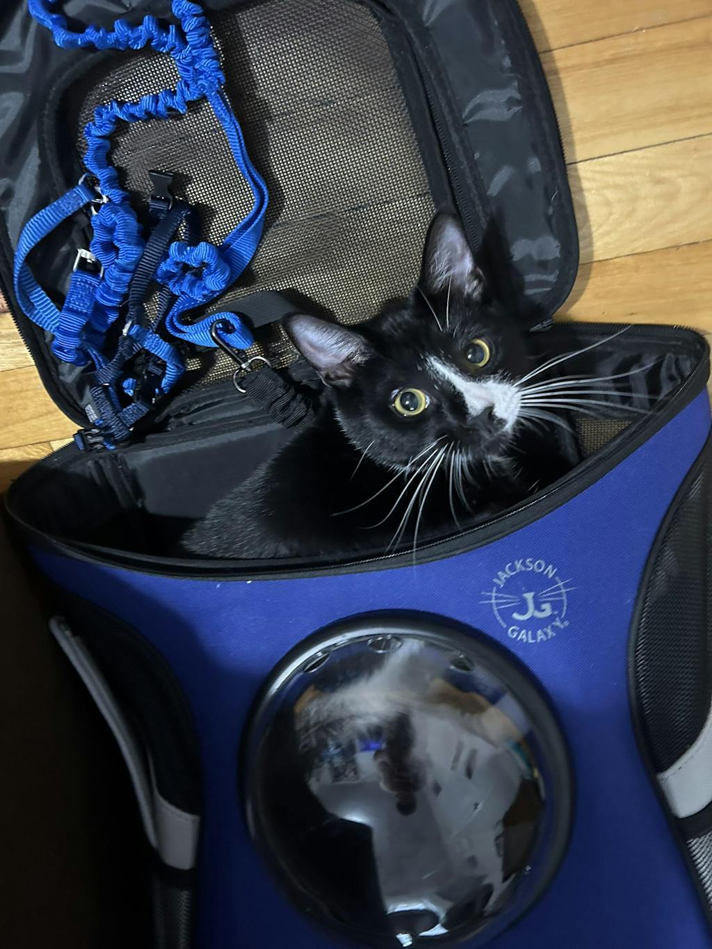 The Jackson Galaxy Convertible Cat Backpack Carrier – Your Cat Backpack ...