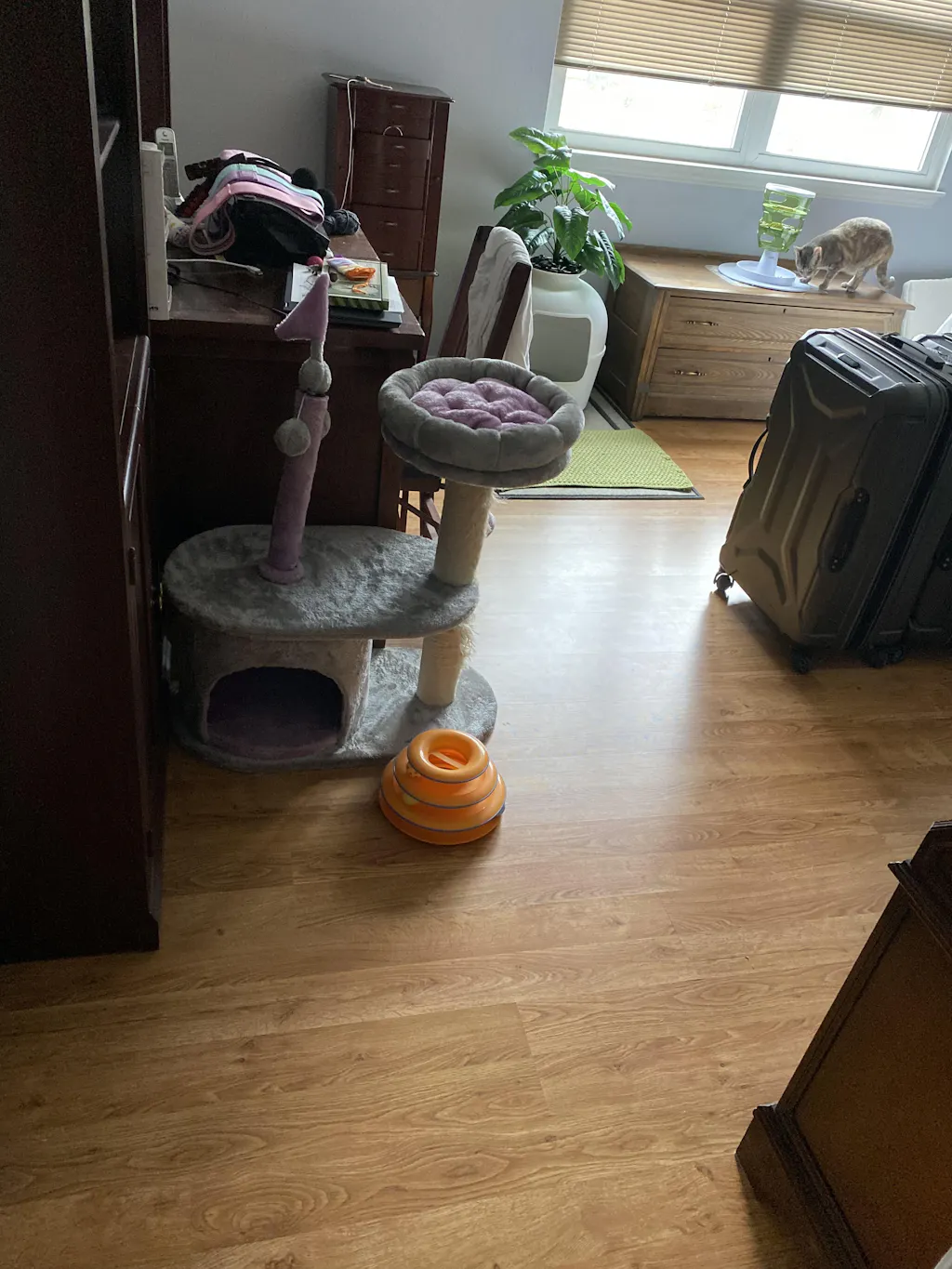 Catification: Designing a Happy and Stylish Home for Your Cat (and You ...