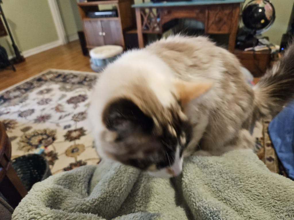 Springles! – Jackson Galaxy