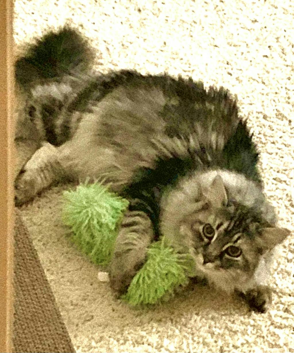 Total Cat Mojo: Ultimate Guide to Life with Your Cat By Jackson Galaxy