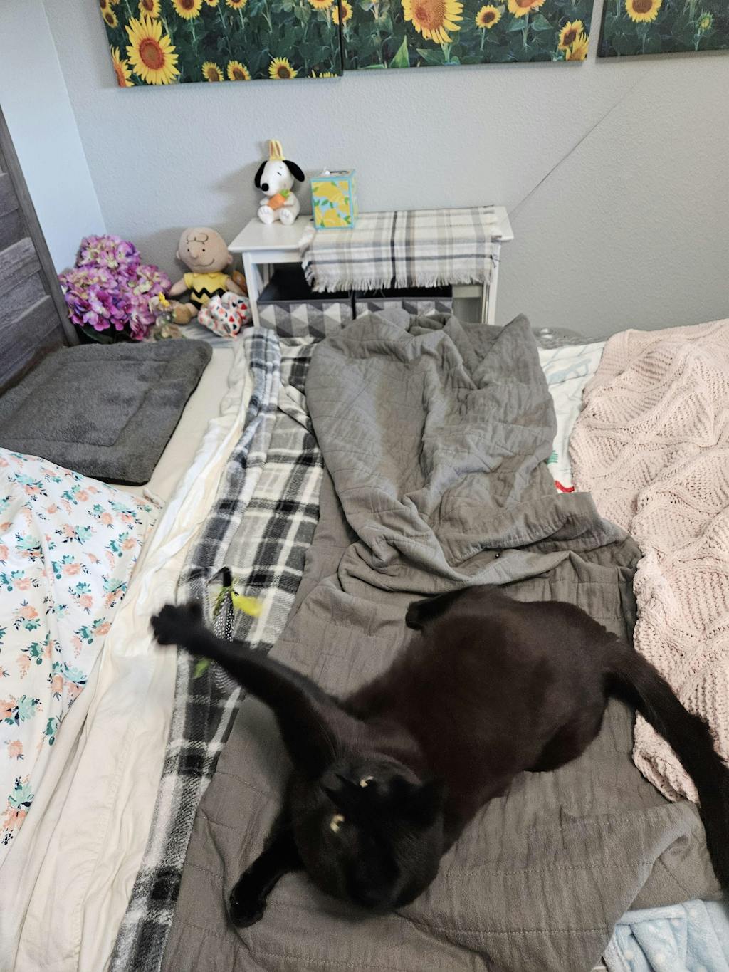 The Gotcha! Wand Bundle – Jackson Galaxy