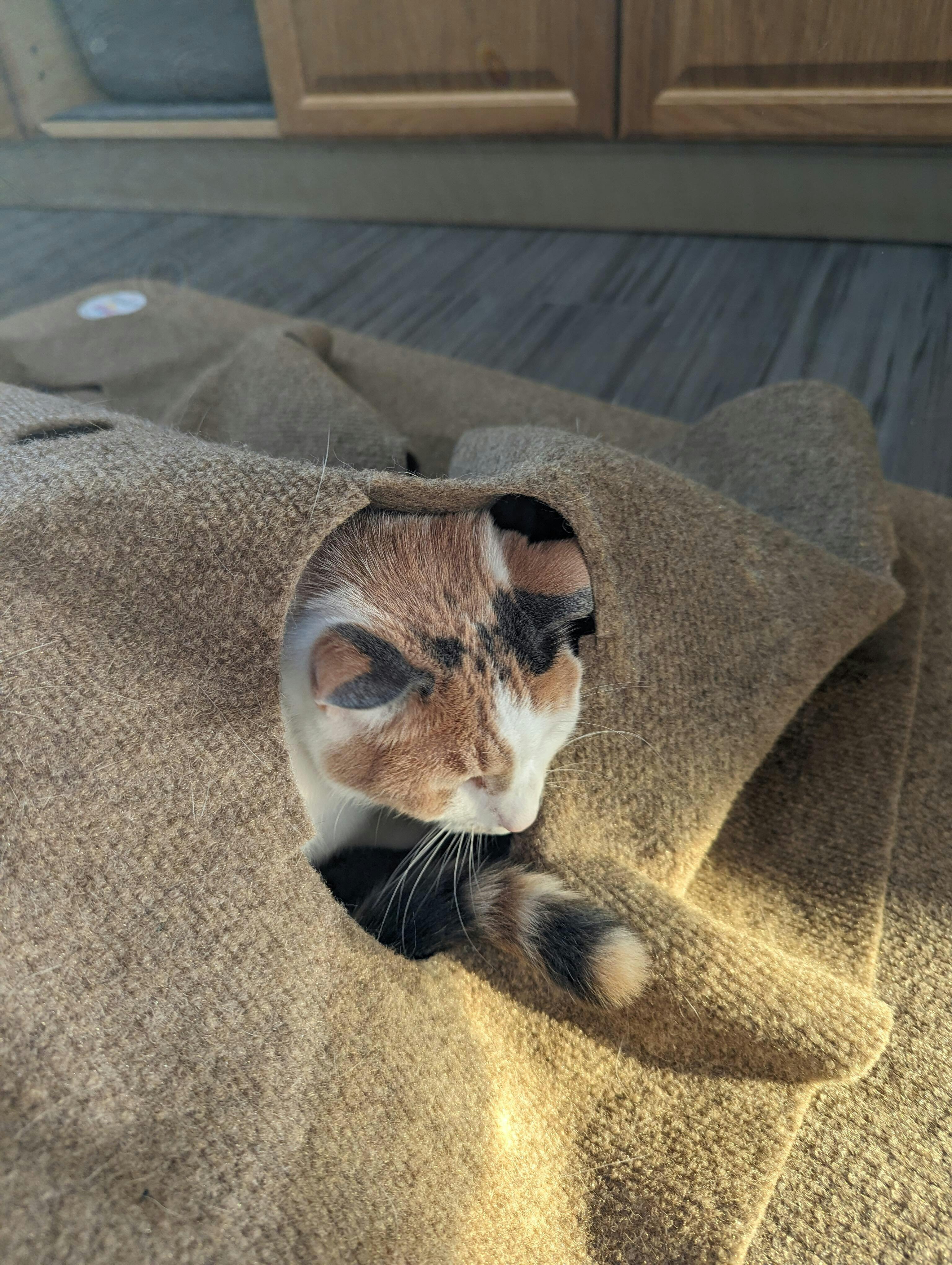 Ripple Rug Cat Activity Mat – Jackson Galaxy