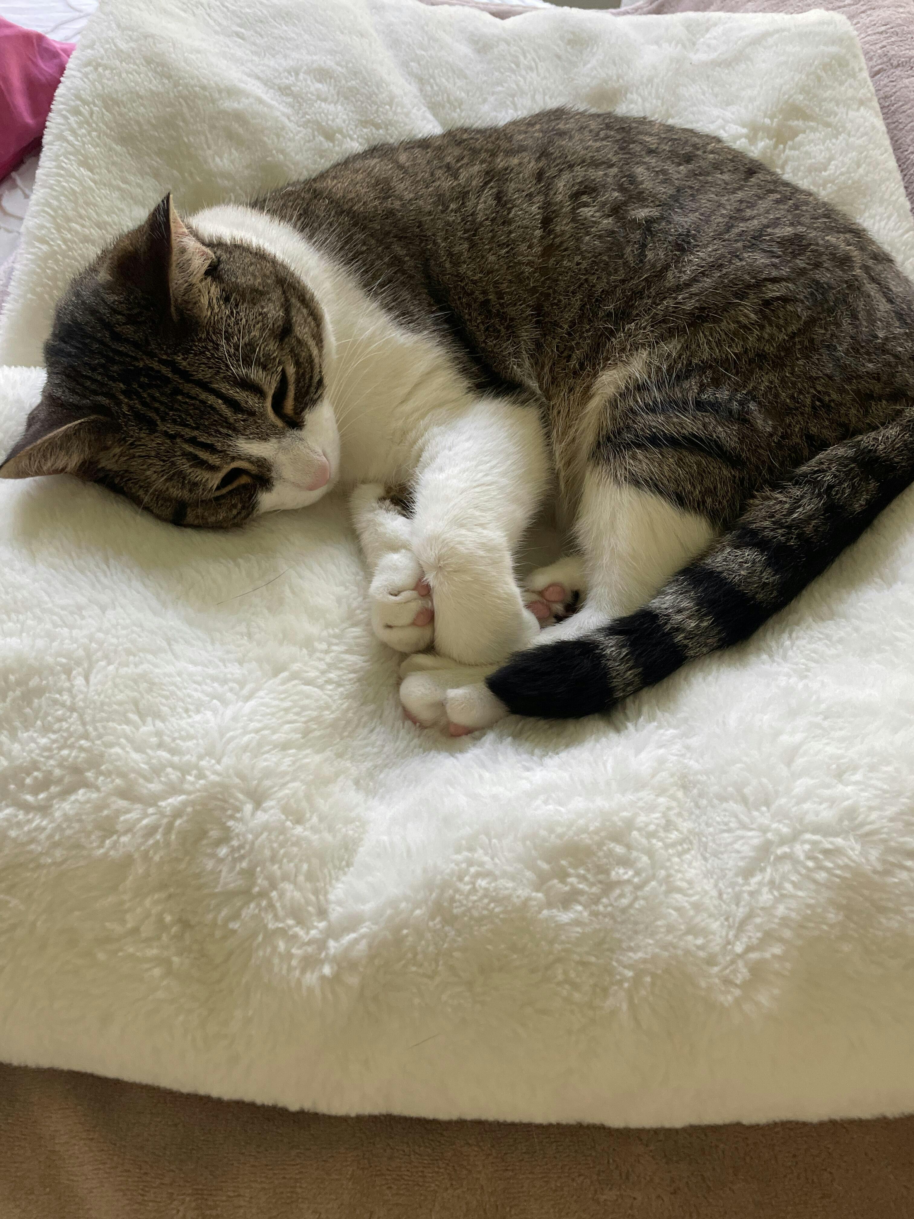 Safe Space for Cats – Jackson Galaxy