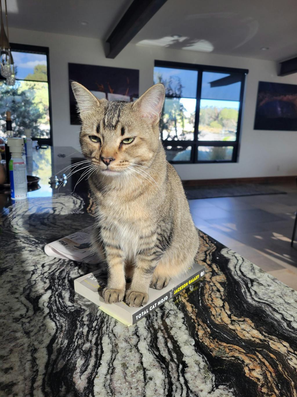 Total Cat Mojo: Ultimate Guide to Life with Your Cat By Jackson Galaxy