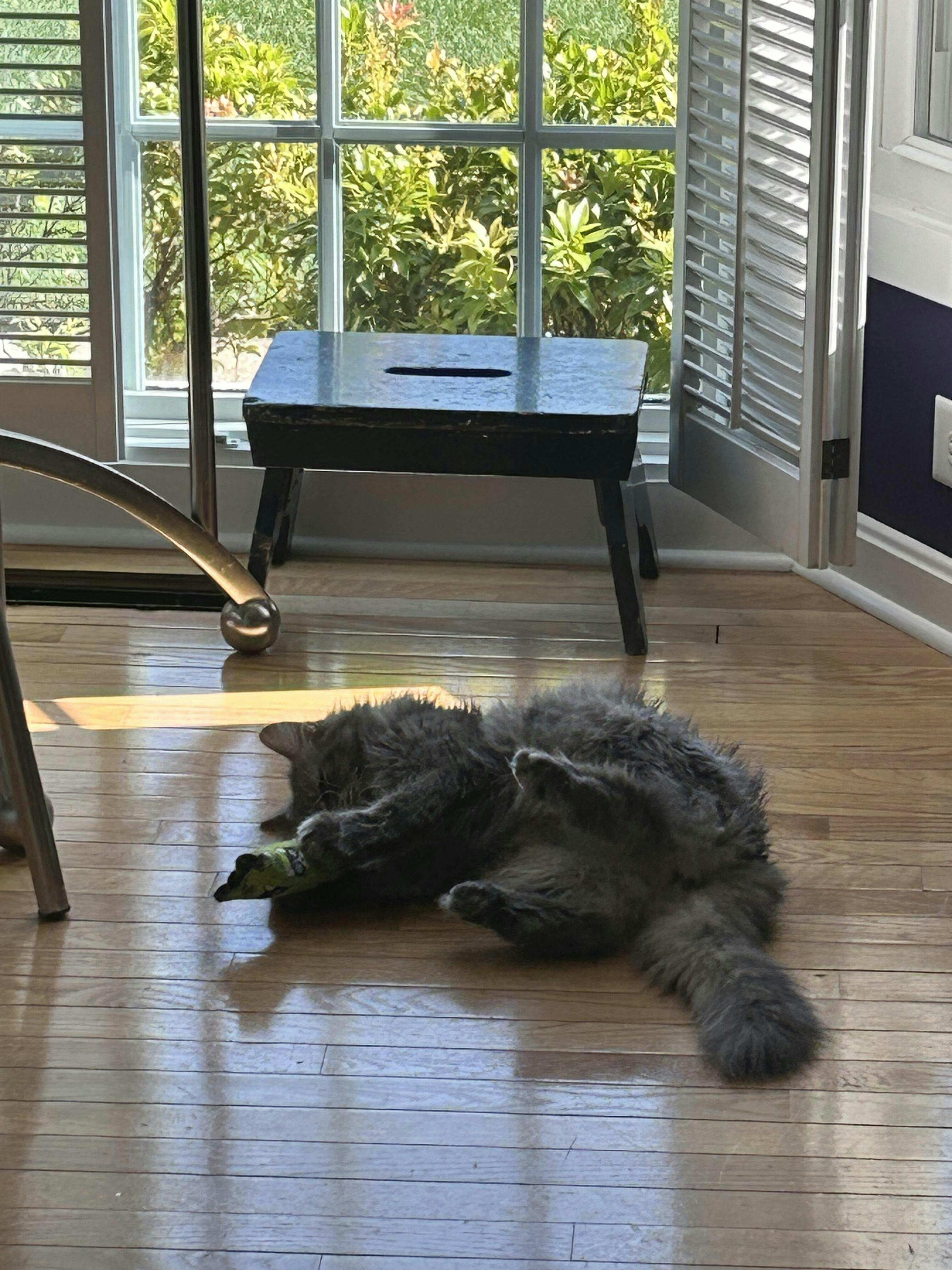 Major Mojo Cat Kicker – Jackson Galaxy