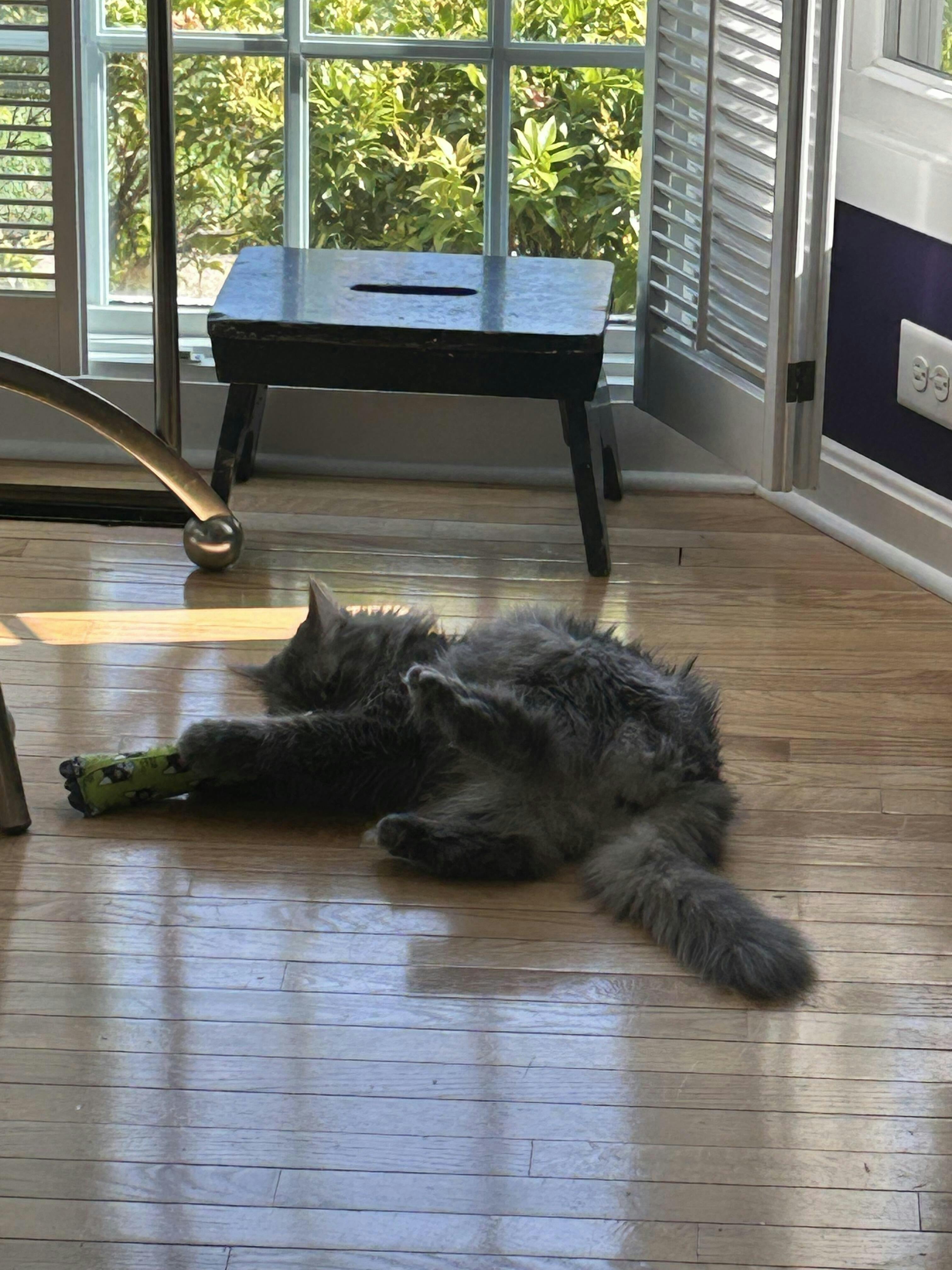 Major Mojo Cat Kicker – Jackson Galaxy