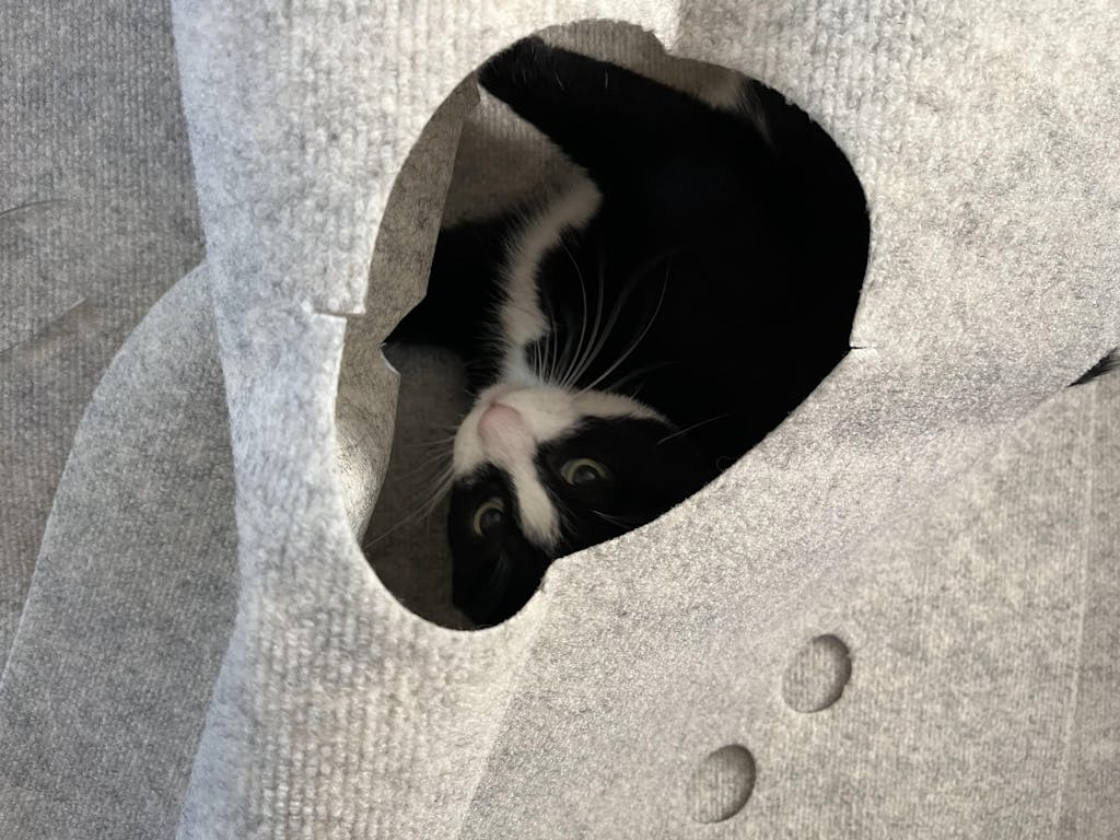 Ripple Rug Cat Activity Mat – Jackson Galaxy