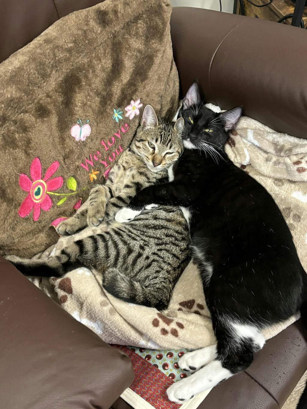 Hyper Helper – Jackson Galaxy