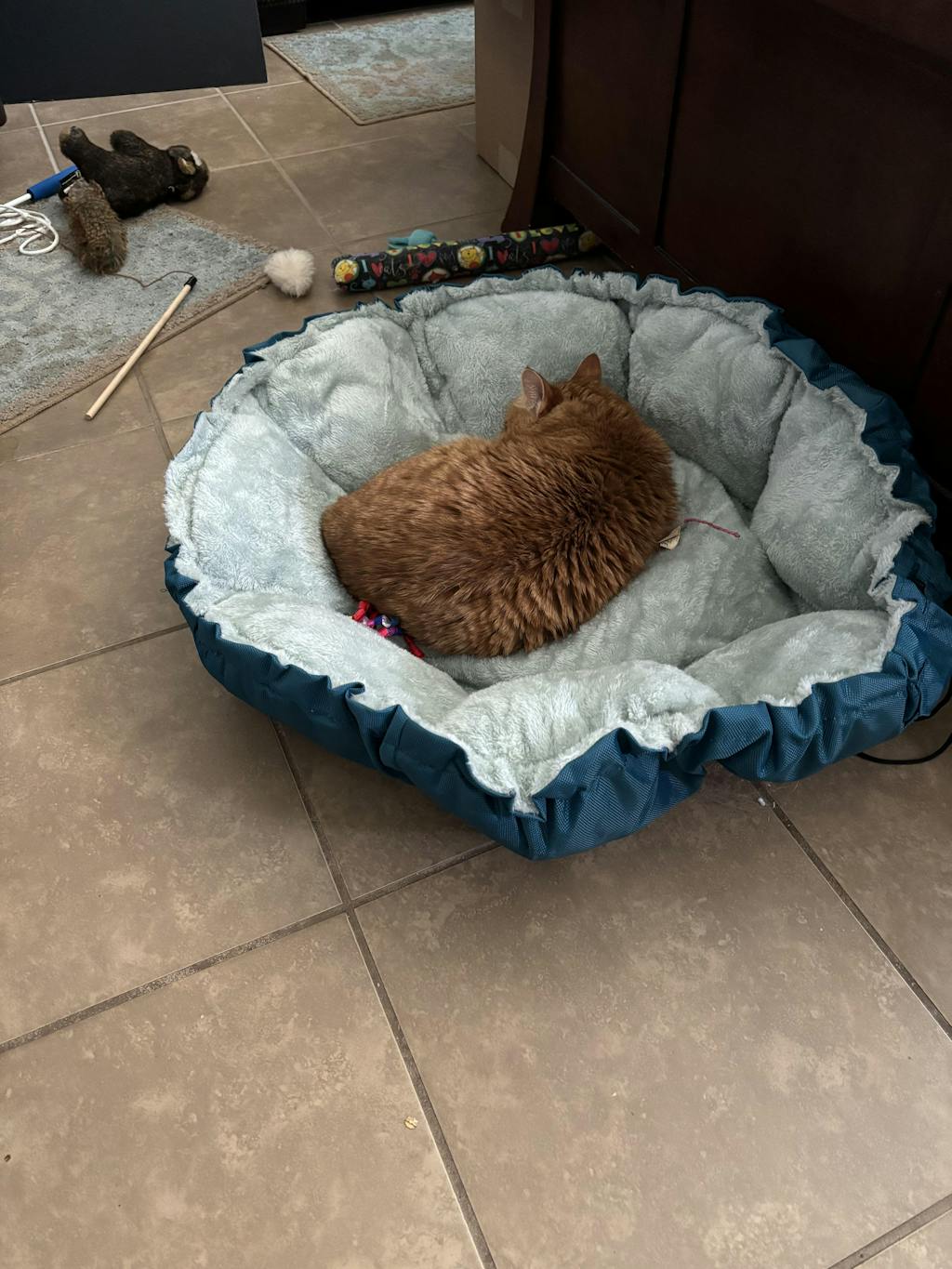 Convertible Clamshell Cat Bed – Jackson Galaxy