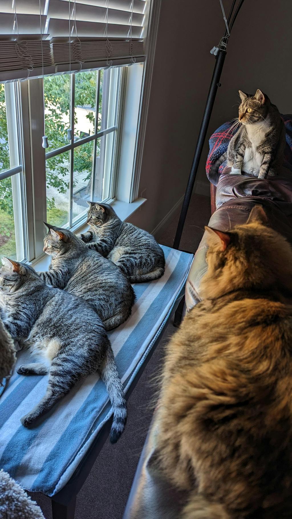 Ripple Rug Cat Activity Mat – Jackson Galaxy