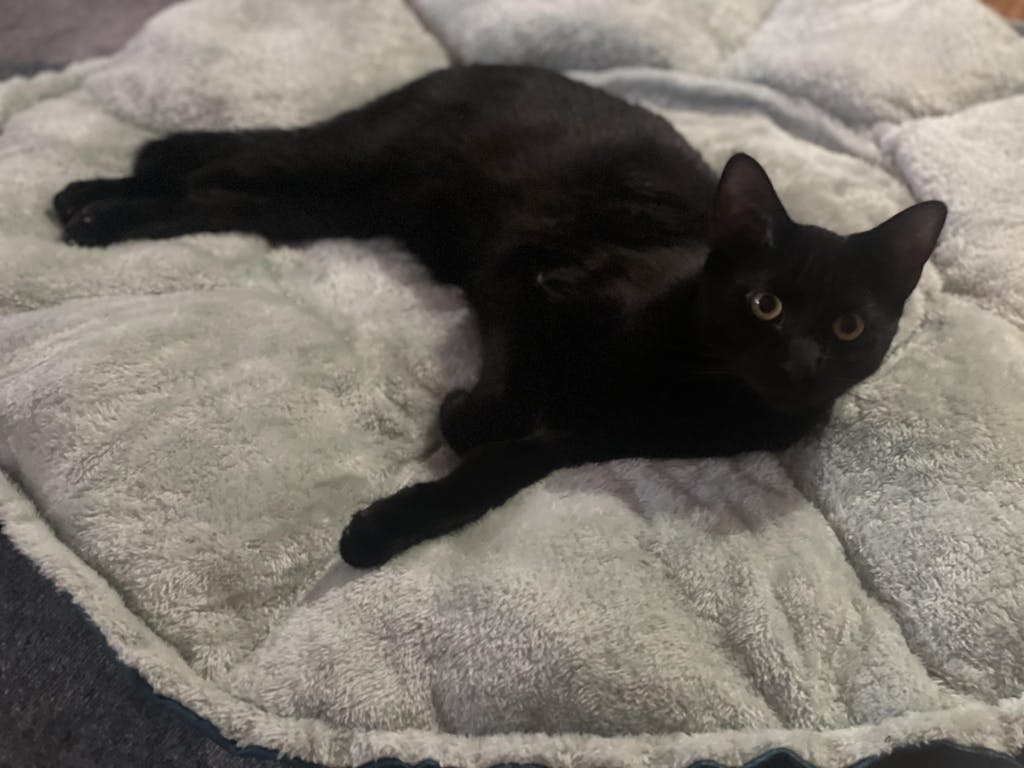 Convertible Clamshell Cat Bed – Jackson Galaxy