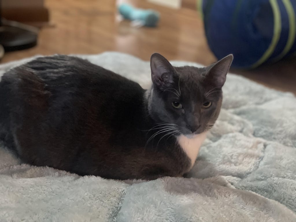 Convertible Clamshell Cat Bed – Jackson Galaxy