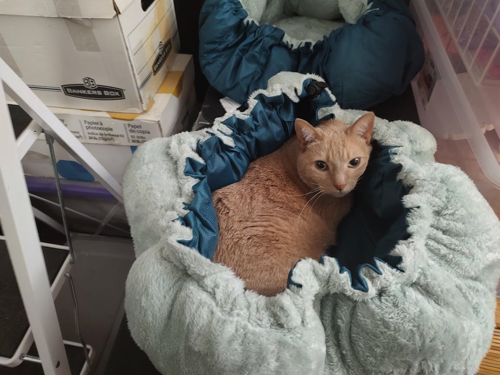 Convertible Clamshell Cat Bed – Jackson Galaxy