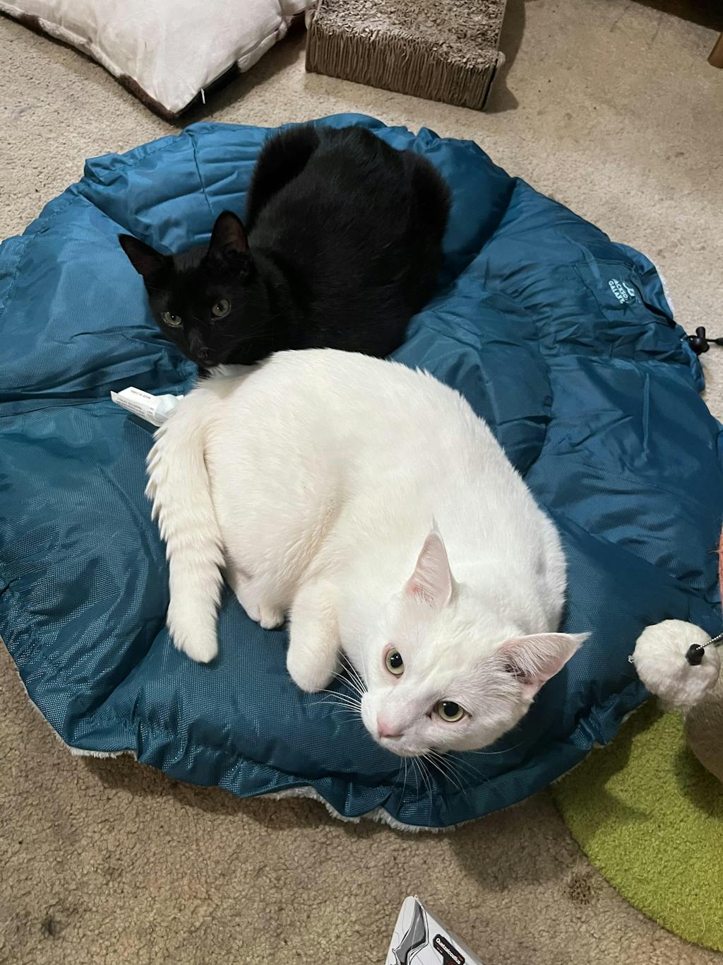 Convertible Clamshell Cat Bed – Jackson Galaxy