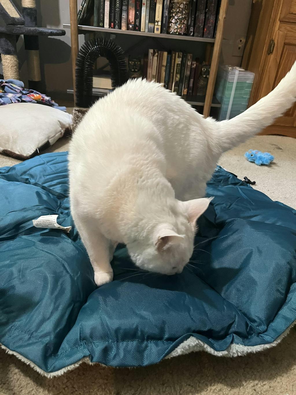 Convertible Clamshell Cat Bed – Jackson Galaxy