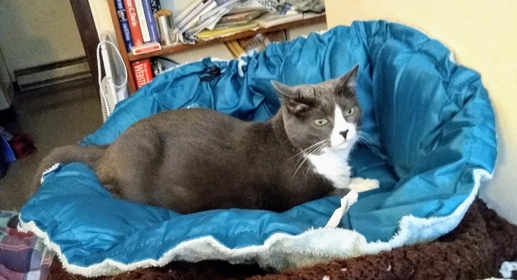 Convertible Clamshell Cat Bed – Jackson Galaxy