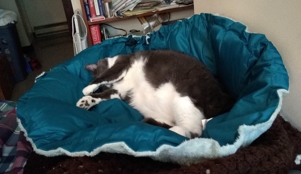 Convertible Clamshell Cat Bed – Jackson Galaxy