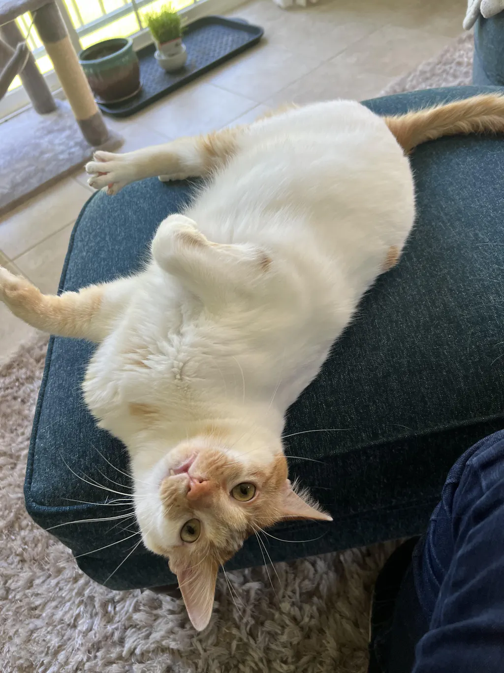 Scaredy Cat - For the Shy & Timid Cat by Jackson Galaxy