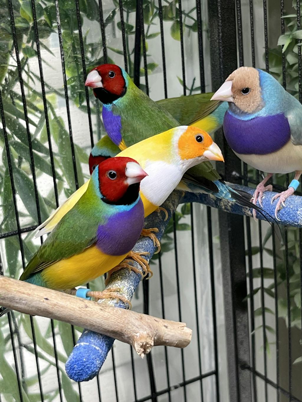 MoxiVet Plus with Moxidectin & Praziquantel Effective Parasite Control