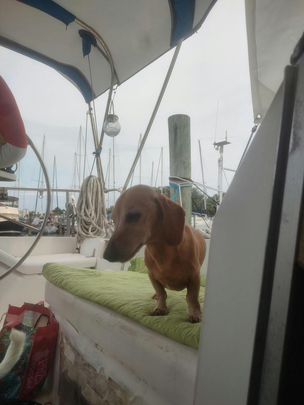 Endocox Powder for Coccidiosis: Effective Bird Parasite Treatment