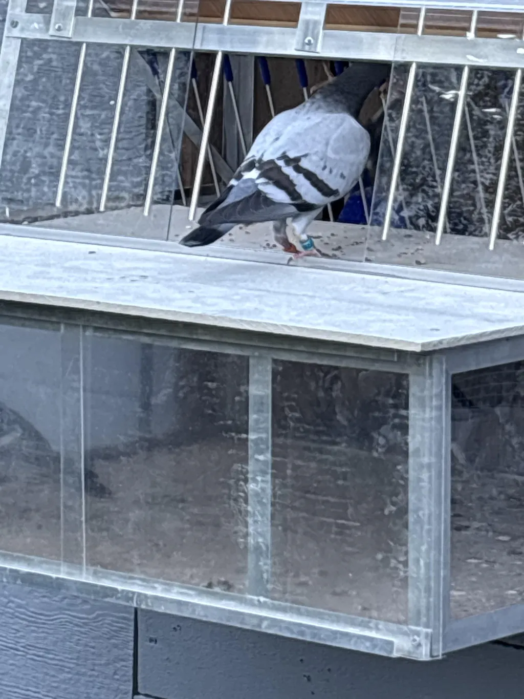 Pigeon Equipment Cages and Baskets