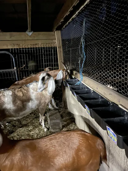 Auto Goat Feeder