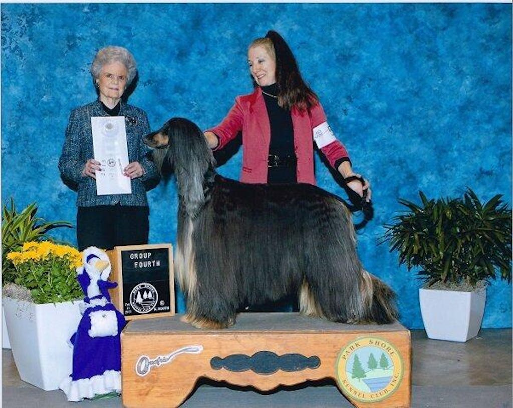 Claro Otic Solution for Dogs — Jeffers