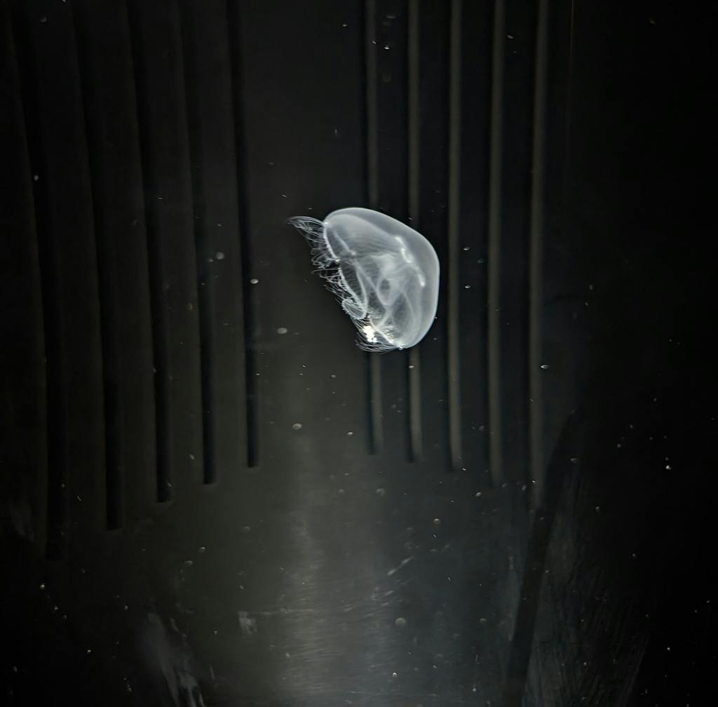 Small Moon Jellyfish – Jellyfish Art