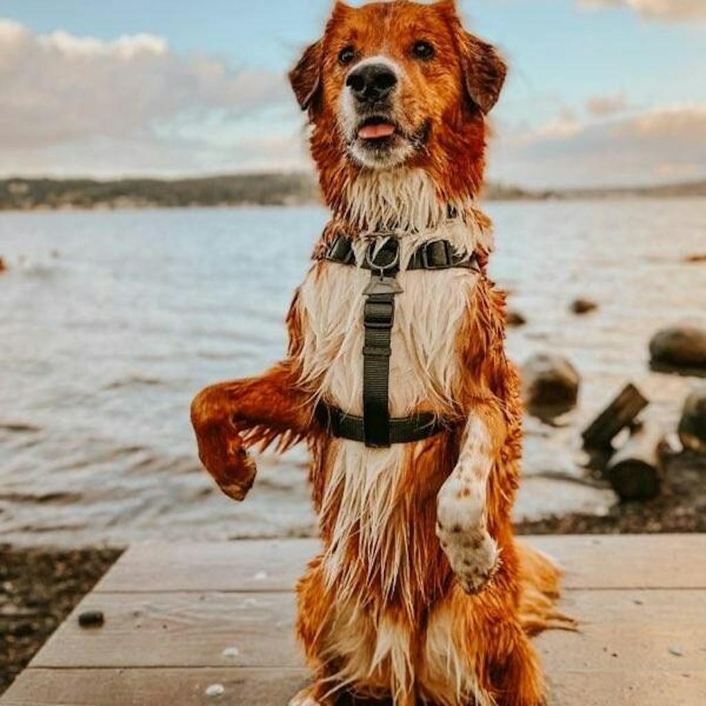 Session Dog Harness – Jiby Dog Crew