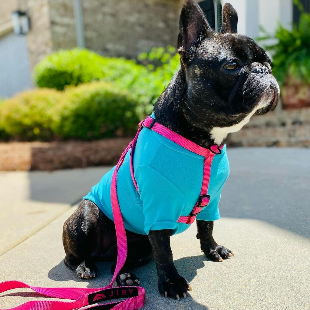 Session Dog Harness – Jiby Dog Crew