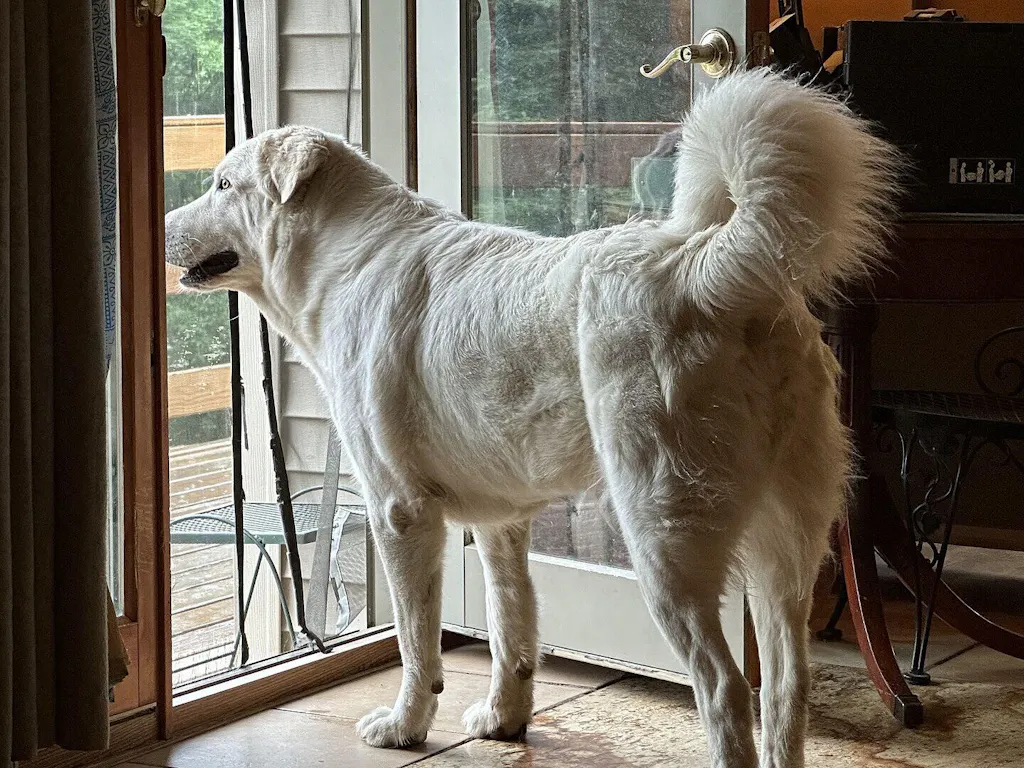 Jope - Veterinary-grade & organic dog supplements