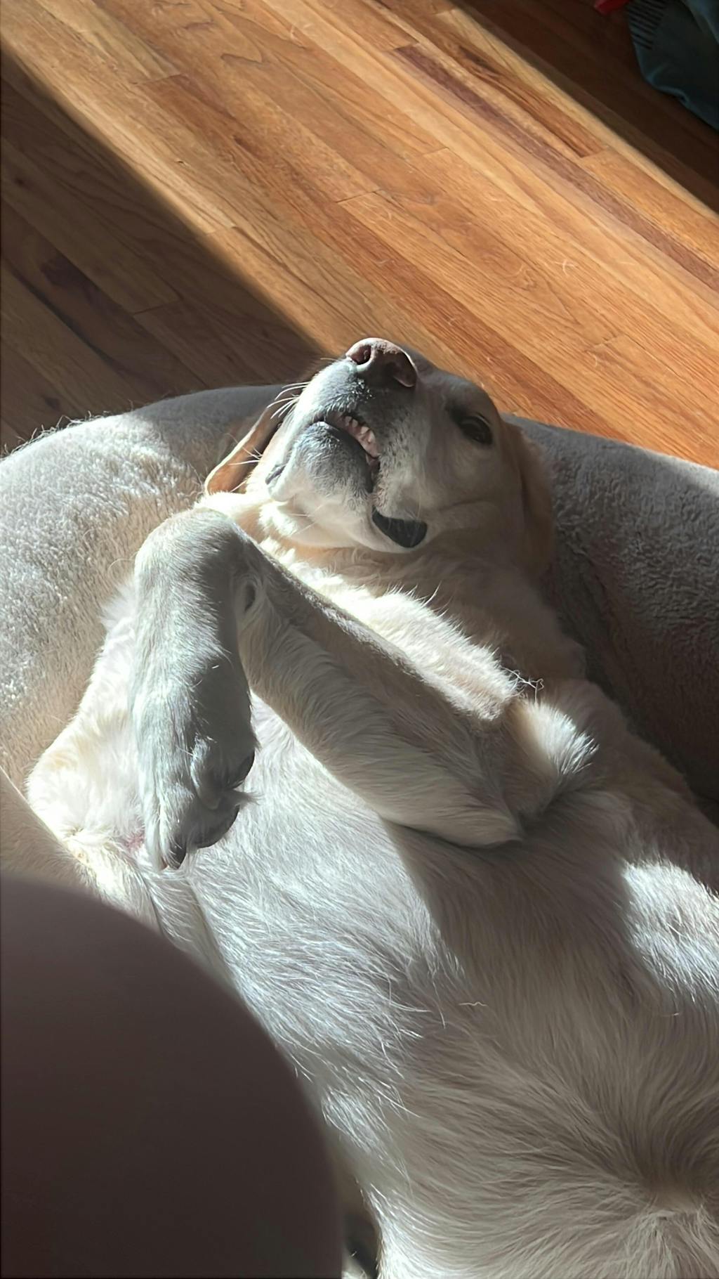 Symplex® M by Standard Process - Uses, Side Effects & Review – Journeys ...