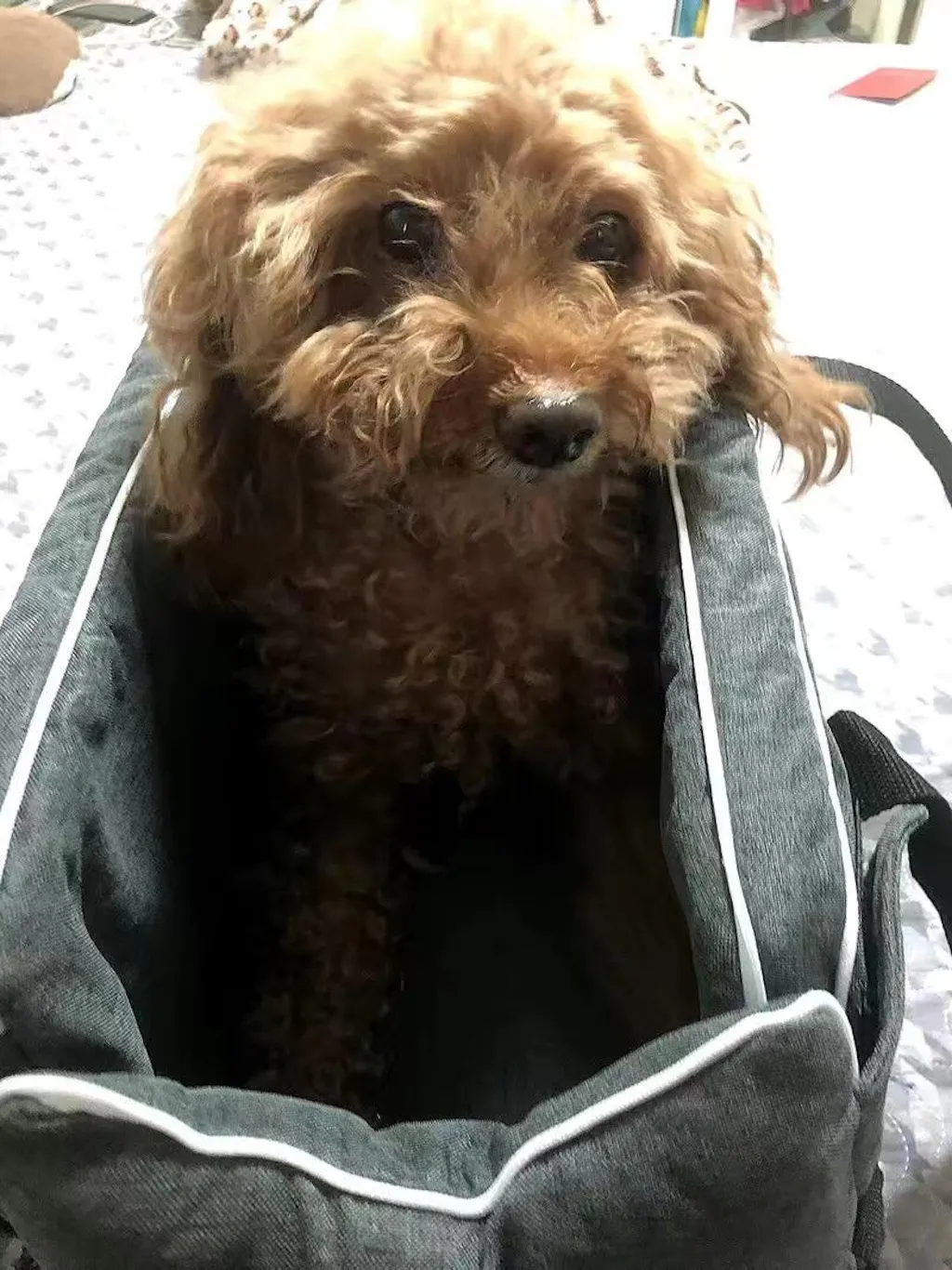 Portable Console Dog Car Seat | Best For Small Dogs- Julibee's