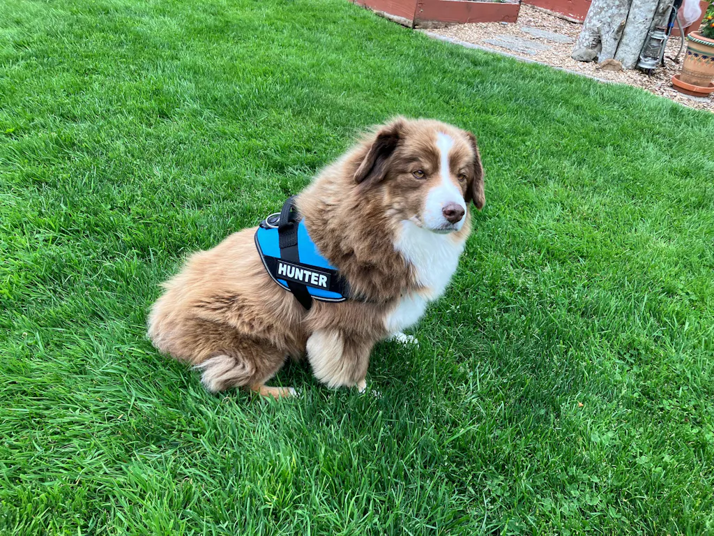 Custom Labels and patches for your Dog Harness -Julius K9 | JULIUSK9 ...