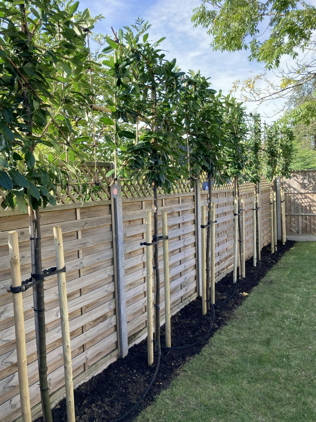 Novita Cherry Laurel Pleached Tree [Prunus laurocerasus 'Novita'] for ...
