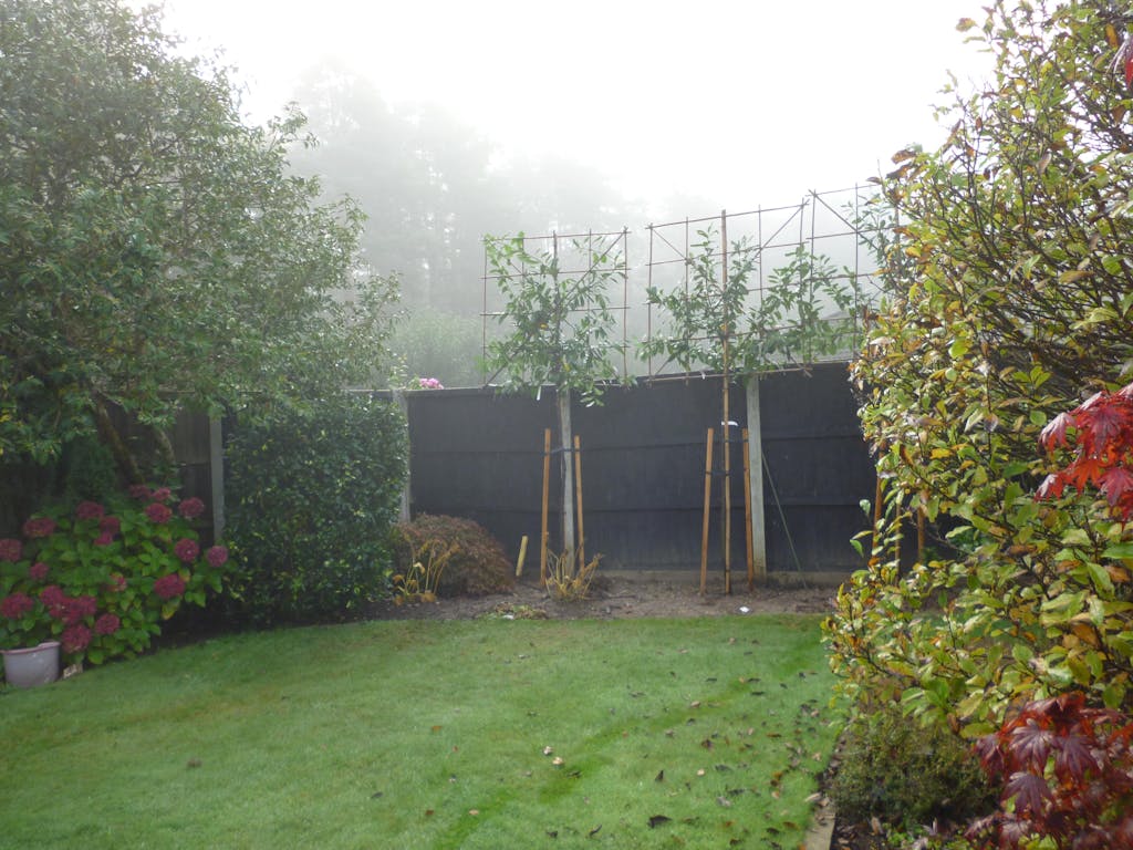 Novita Cherry Laurel Pleached Tree [Prunus laurocerasus 'Novita'] for ...