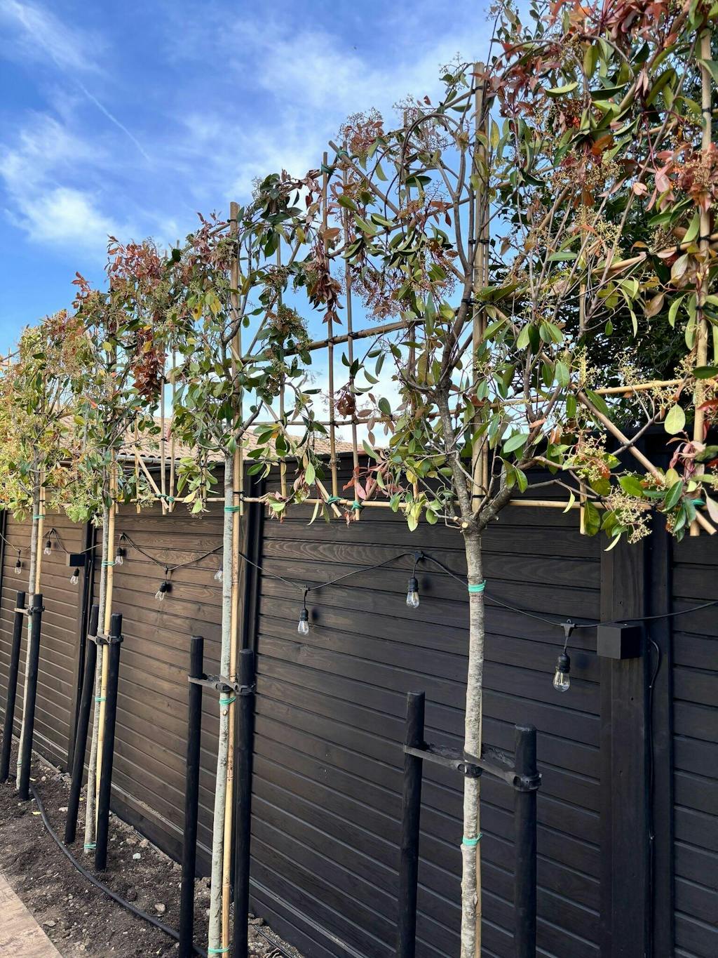 Red Robin Pleached Tree [Photinia × fraseri] for Privacy Screening | F ...