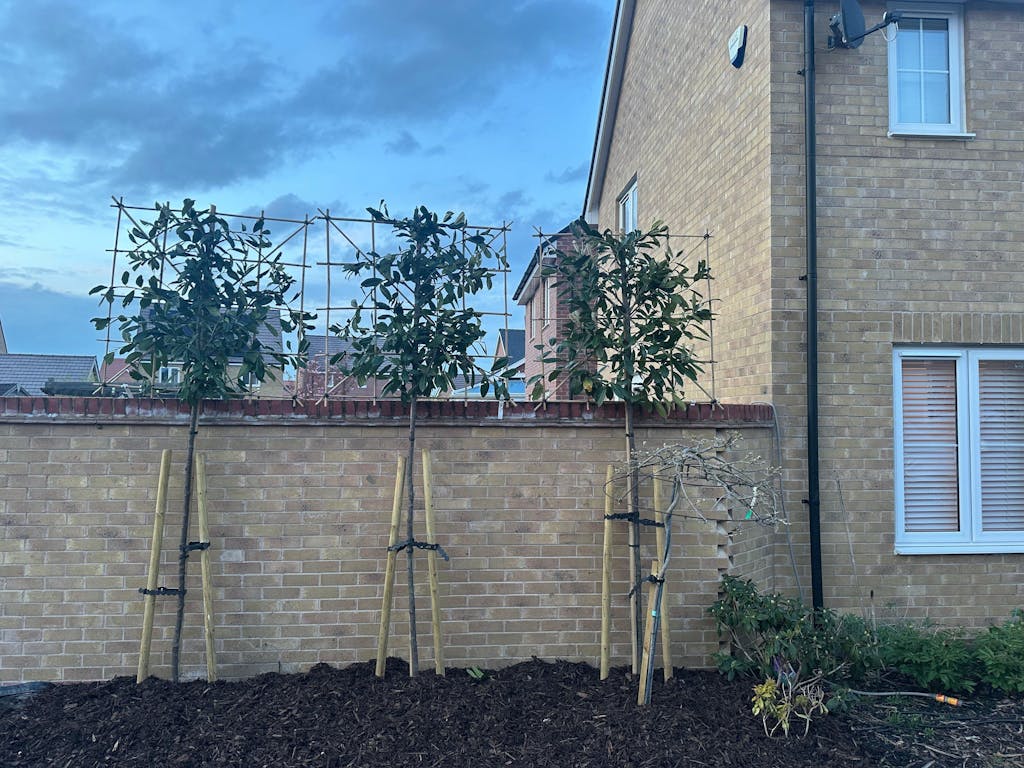 Novita Cherry Laurel Pleached Tree [Prunus laurocerasus 'Novita'] for ...