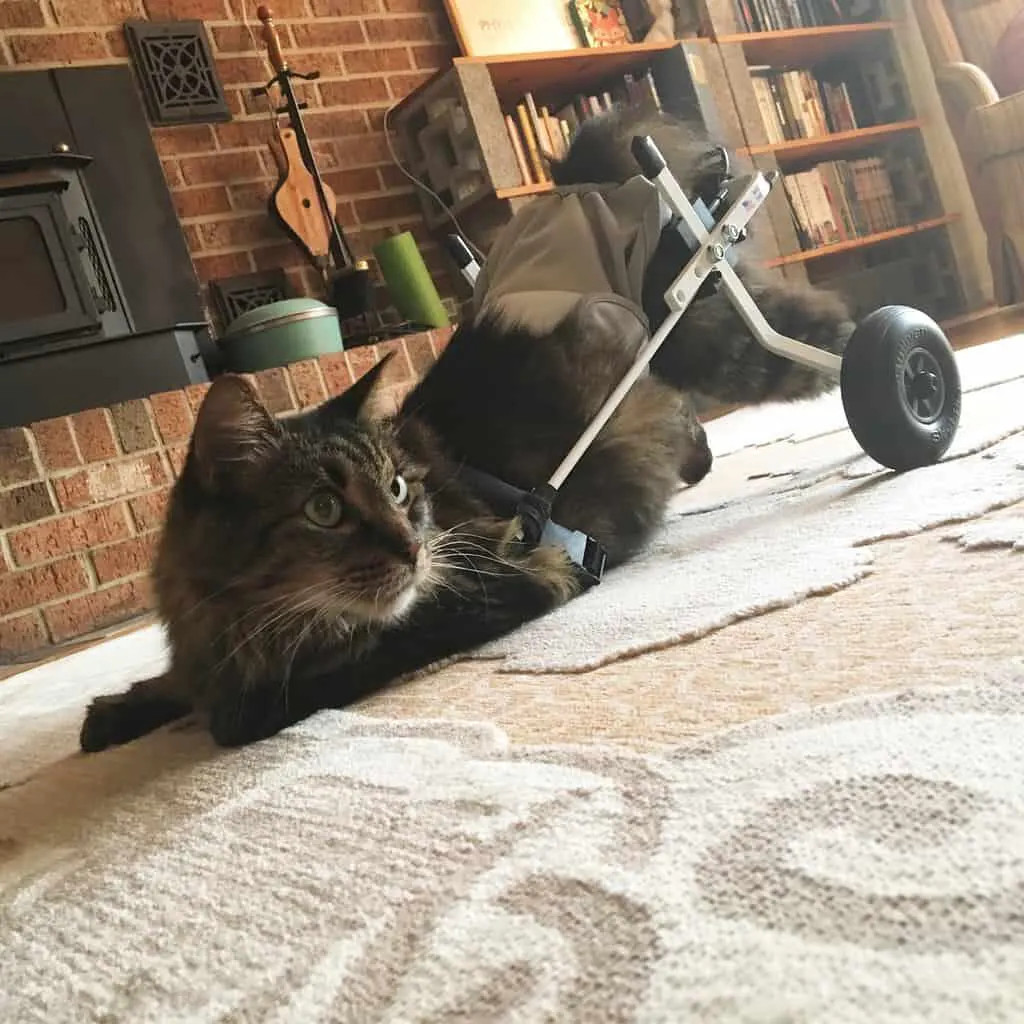 Cat Wheelchair - Front & Back Legs - Made in USA | K9 Carts
