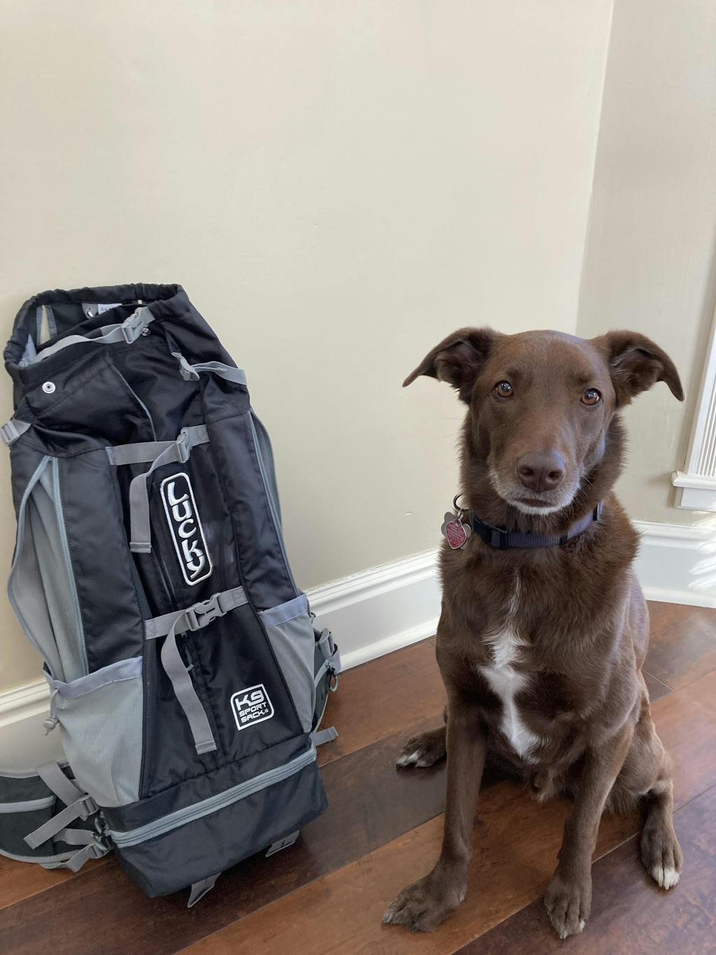 Large Dog Carrier Backpack (Big & XL Dogs) | Kolossus – K9 Sport Sack