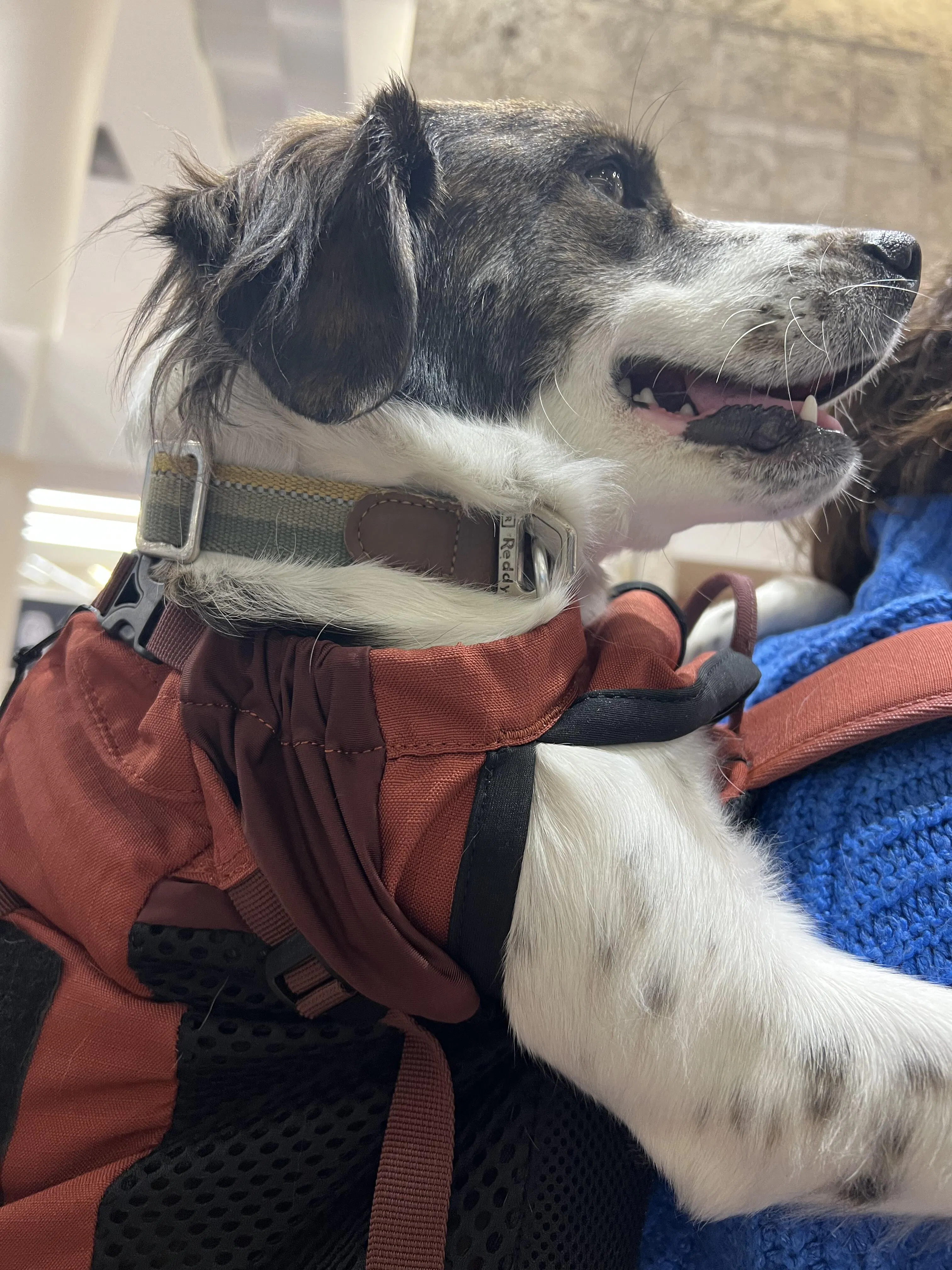 K9 Sport Sack® Knavigate