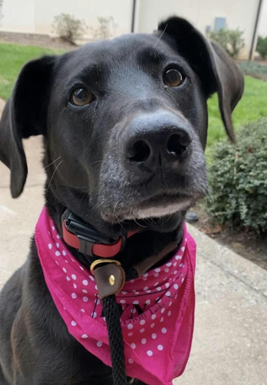 K9 Immunity Plus™ | K9medicinals.com