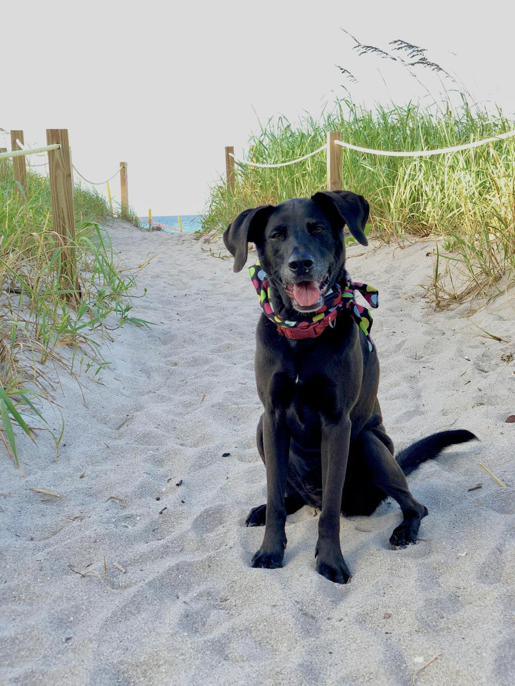 K9 Immunity Plus™ | K9medicinals.com