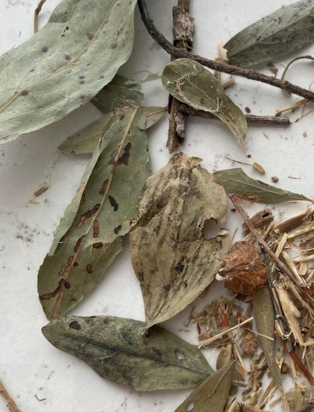 Jilungin Bush Tea- Herbal and Earthy taste – Kakadu Plum Co